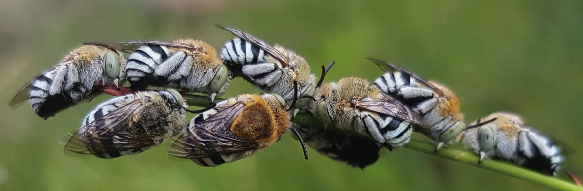 Native Bees – The Beehouse